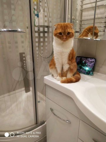 Британский вислоухий Котик ждёт в гости Кошечку