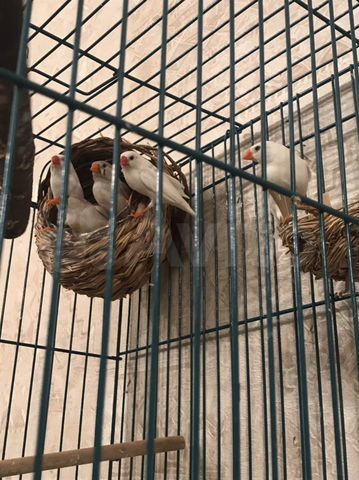 Отдам парочку Амадинов