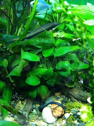 Сае, скалярия, хелены