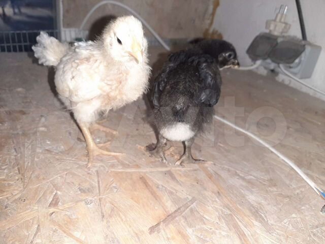 Цыпленок чешский доминант
