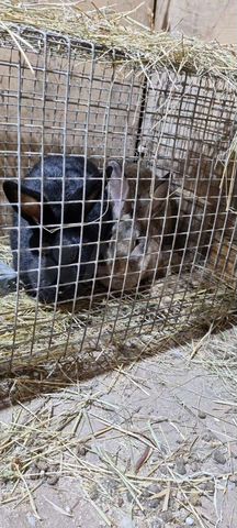 Кролики фландер