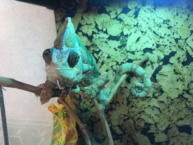 Хамелеон йеменский вязка