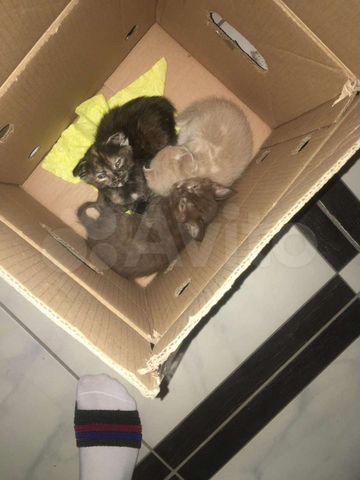 Отдам котенка подкидыша в добрые руки