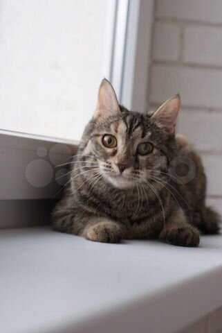 Отдам в добрые руки